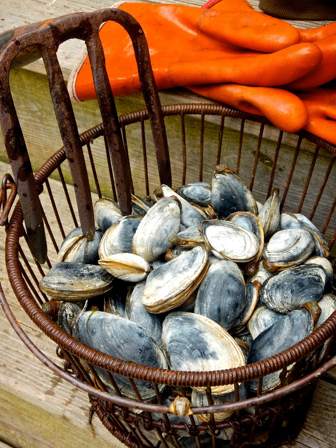 So God made a clam… – Baymen Guide Service, Inc. & Baymen Charters
