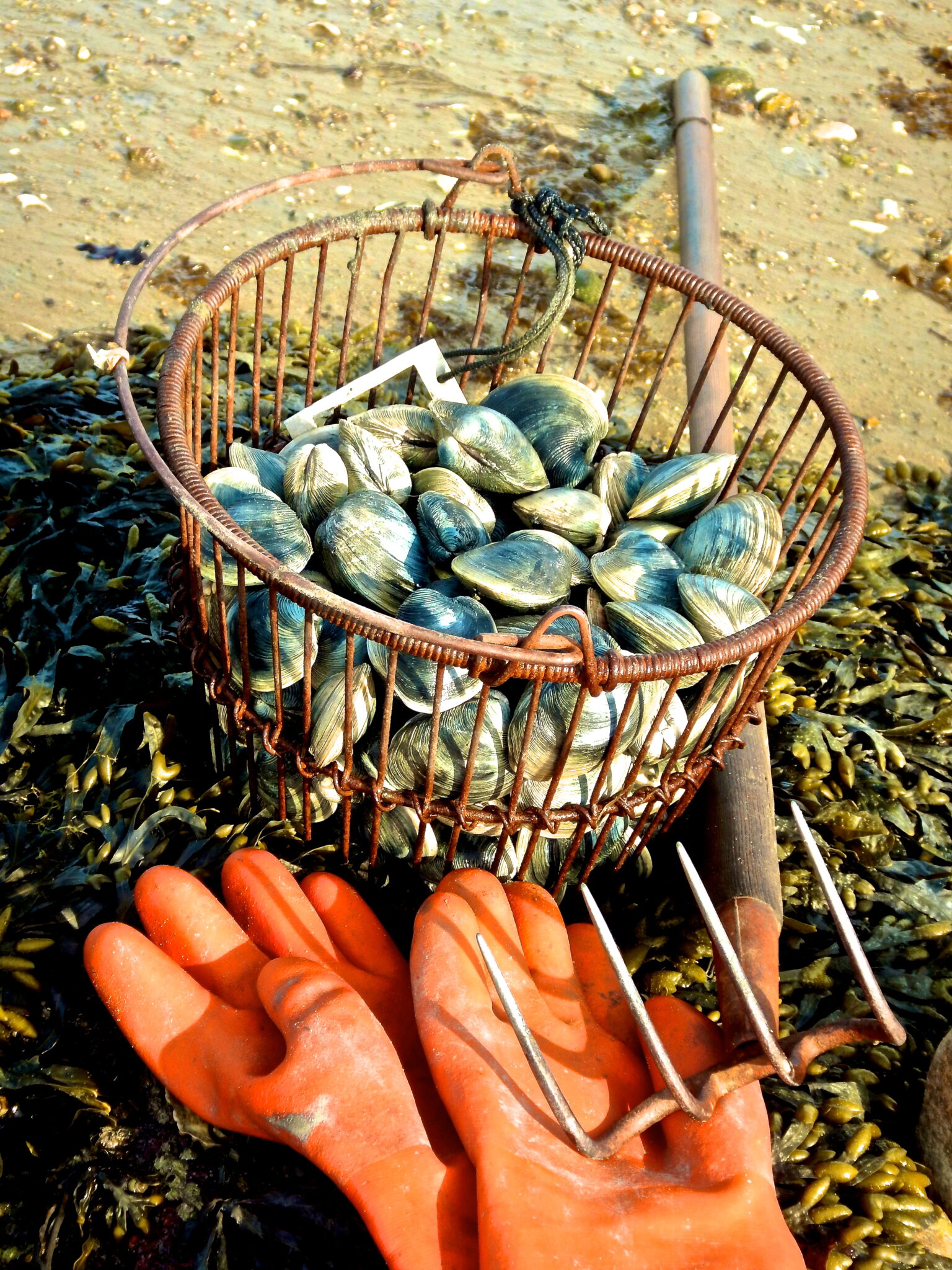 Clamming Weather – Baymen Guide Service, Inc. & Baymen Charters