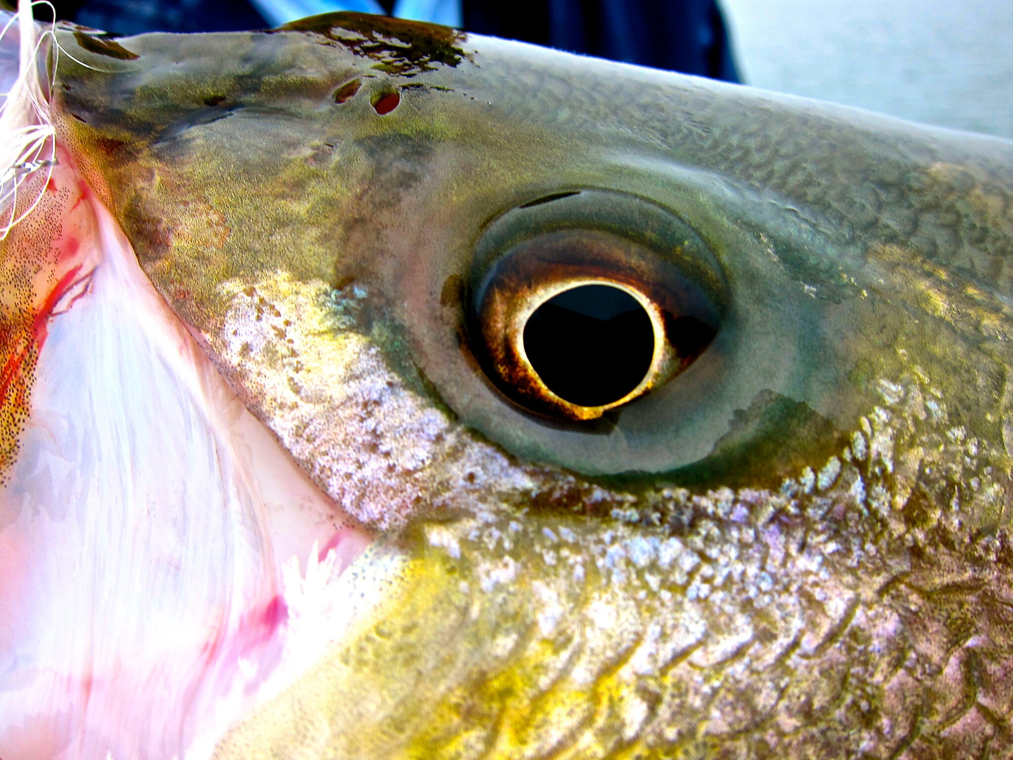 Striped Bass Facts – Baymen Guide Service, Inc. & Baymen Charters