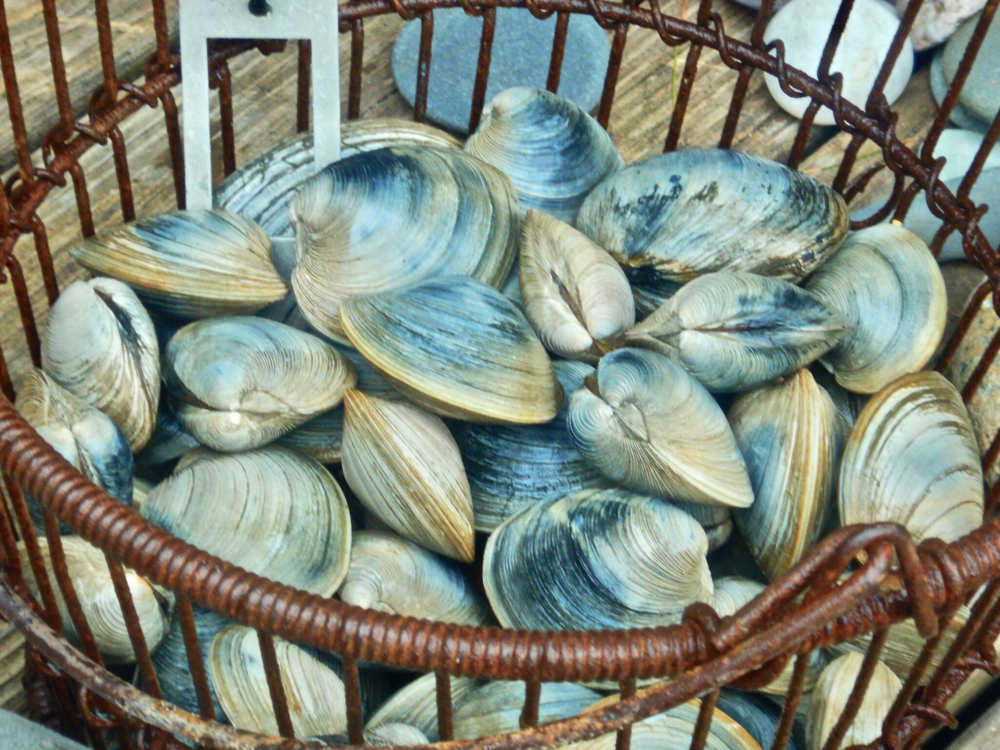 Good Clamming! – Baymen Guide Service, Inc. & Baymen Charters